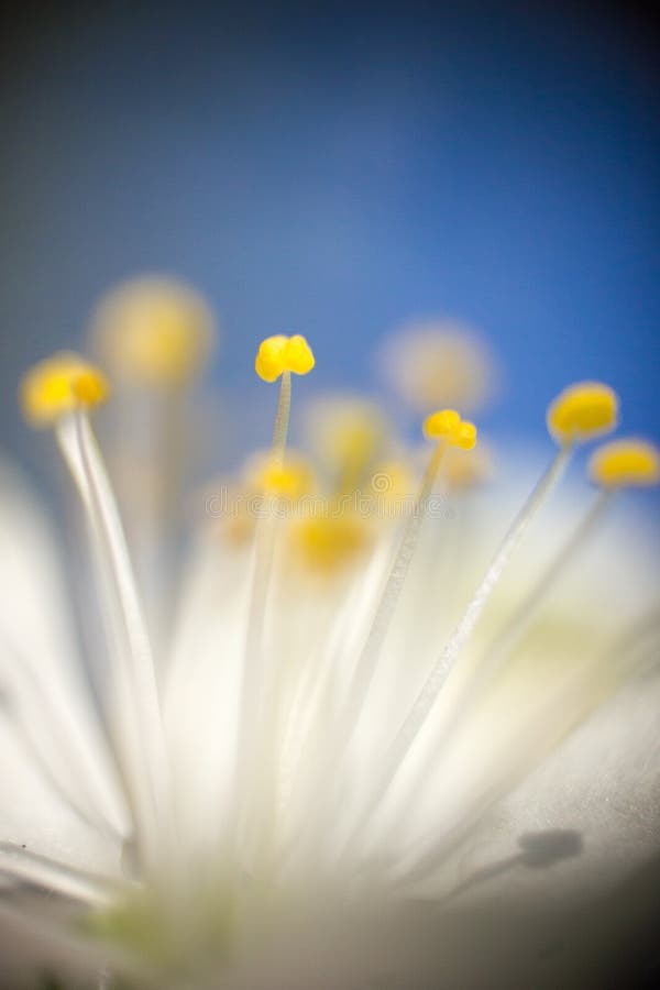 Pistillo del fiore. immagine stock. Immagine di macro - 35956233