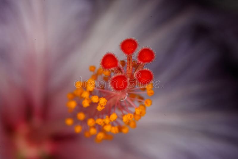 Pistillo del fiore fotografia stock. Immagine di giallo - 47643592