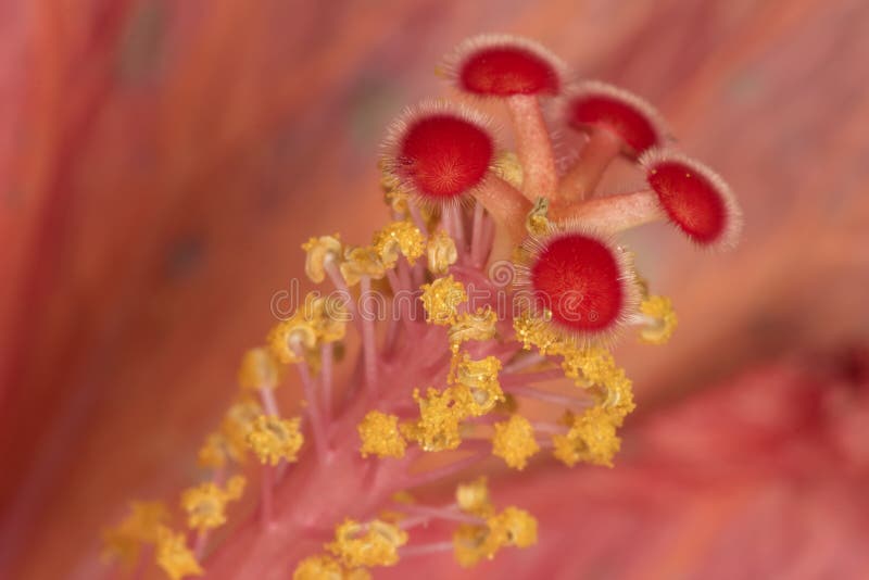 Giallo Del Fiore Dell'ibisco Con Foto - Su Fine Estrema Del Pistillo ...