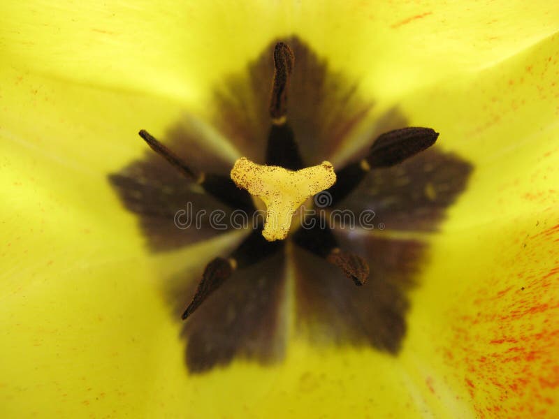 Pistillo E Stame Di Un Tulipano Fotografia Stock - Immagine di fiore ...