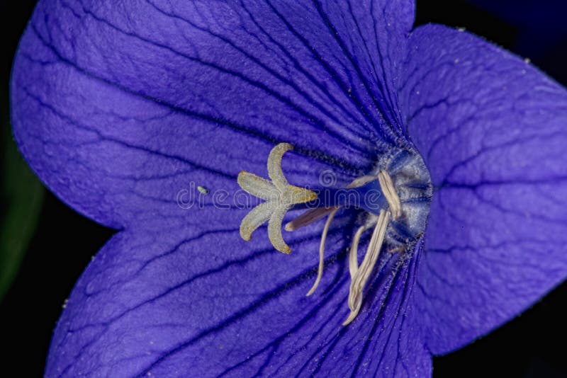 Pistillo Viola Di Bianco Del Fiore Fotografia Stock - Immagine di ...