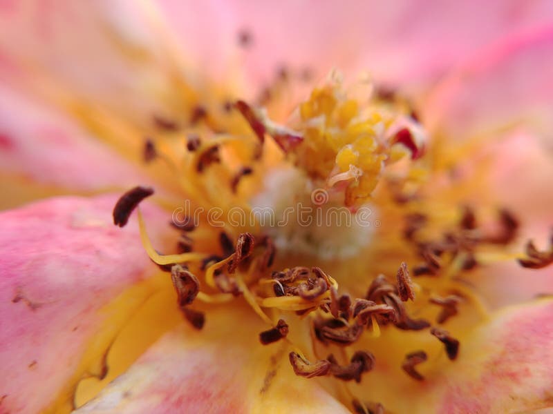 Pistilo de la flor imagen de archivo. Imagen de macro - 125534305