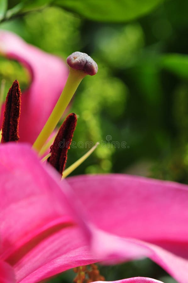 Pistilo del lirio imagen de archivo. Imagen de hoja, micro - 34520723