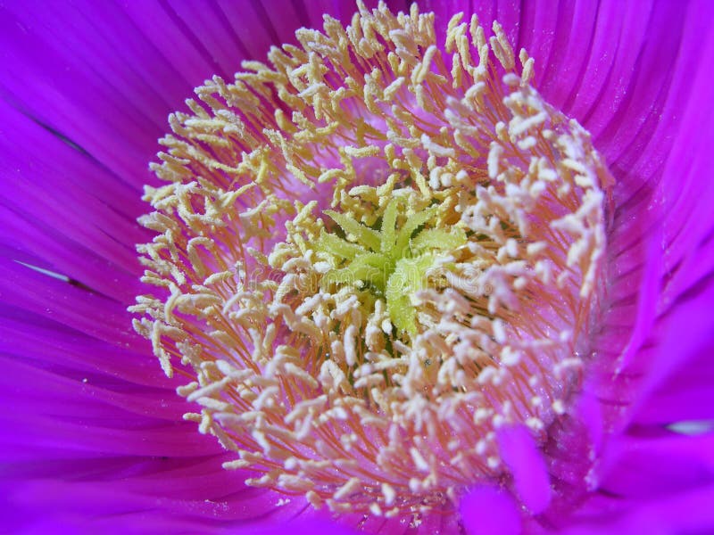Pistils of a flower stock image. Image of collect, food - 52058533