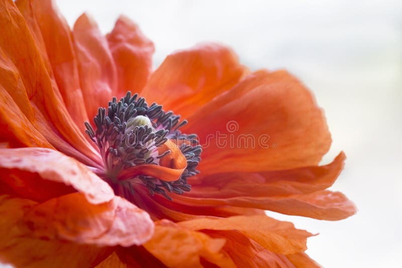 Pistils Inside Poppy S Blossom Stock Image - Image of decoration, field ...