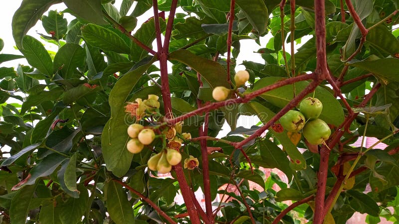Pistils and Twigs of Water Guava Stock Photo - Image of garden, blossom ...