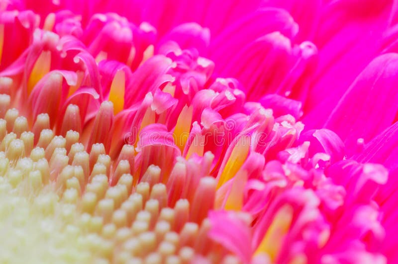 Pistll Cor-de-rosa Da Flor Da Margarida No Macro Imagem de Stock ...