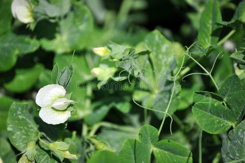 Pisum sativum stock photo. Image of growing, flower, beautiful - 31549498
