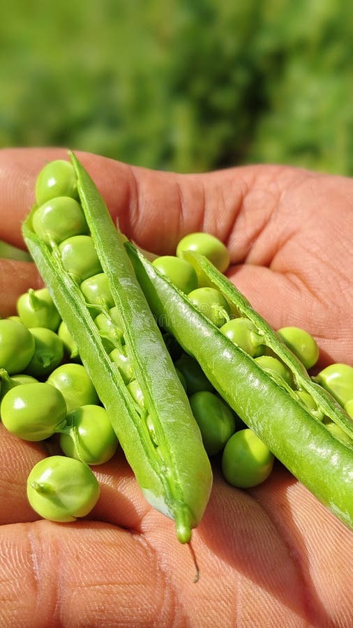 Pisum Sativum or Pea Plant with Pod Stock Photo - Image of sativum ...