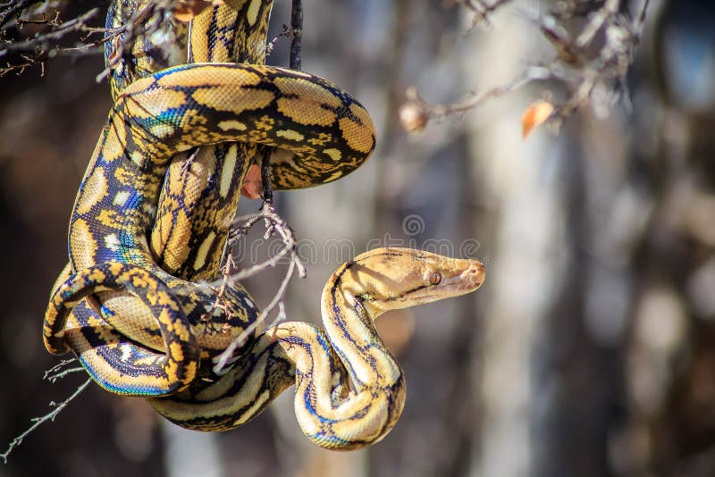 Pitão Reticulado Num Zoo Austrália Imagem de Stock - Imagem de beleza ...