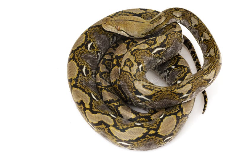 Pitão Reticulado Num Zoo Austrália Imagem de Stock - Imagem de beleza ...