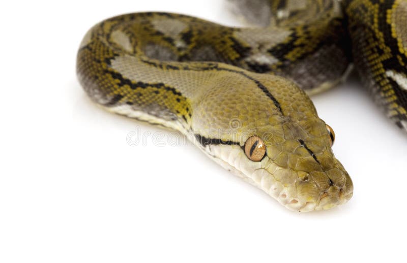 Pitão Reticulado Num Zoo Austrália Imagem de Stock - Imagem de beleza ...