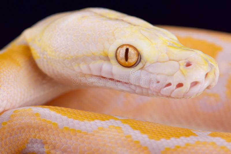 Pitão Reticulated Do Albino (reticulatus De Malayopython) Foto de Stock ...