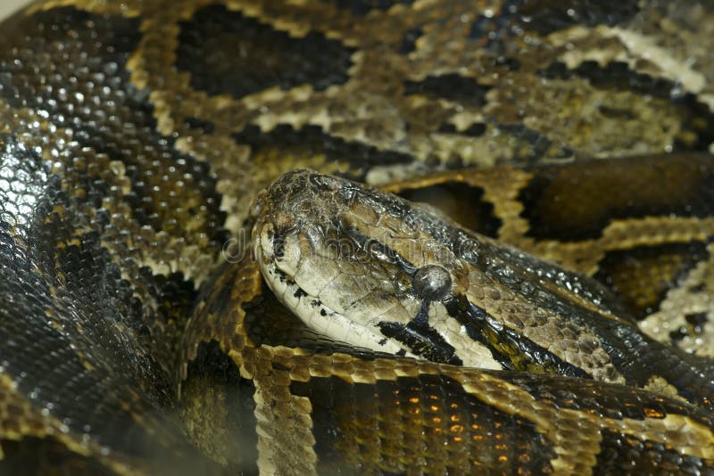 Serpiente Africana Meridional Del Pitón De La Roca Foto de archivo ...