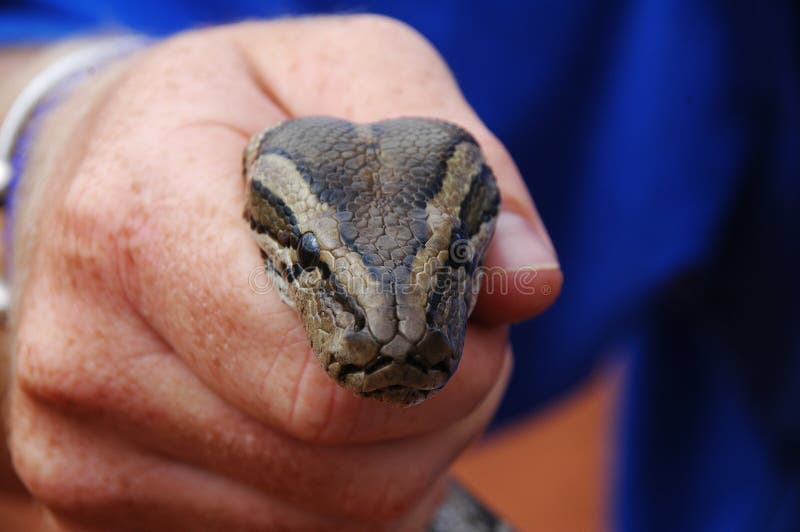 Pitón imagen de archivo. Imagen de tierra, animal, especie - 954859