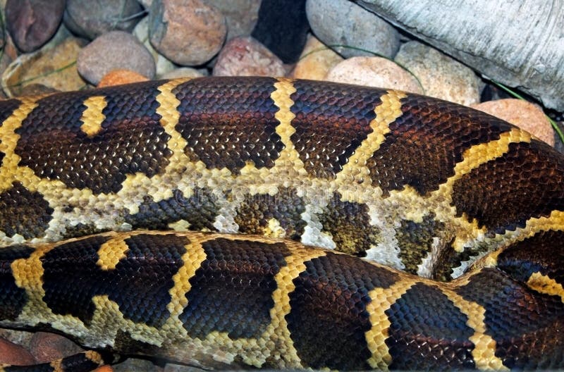 Pitón indio de la roca fotografía editorial. Imagen de textura - 119997637