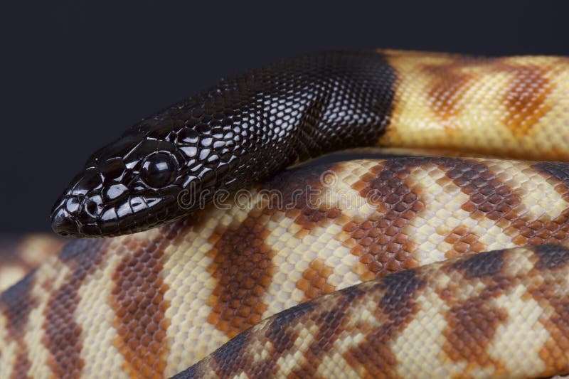 Serpiente Australiana De Cabeza Negra De Python Del Primer Con La ...