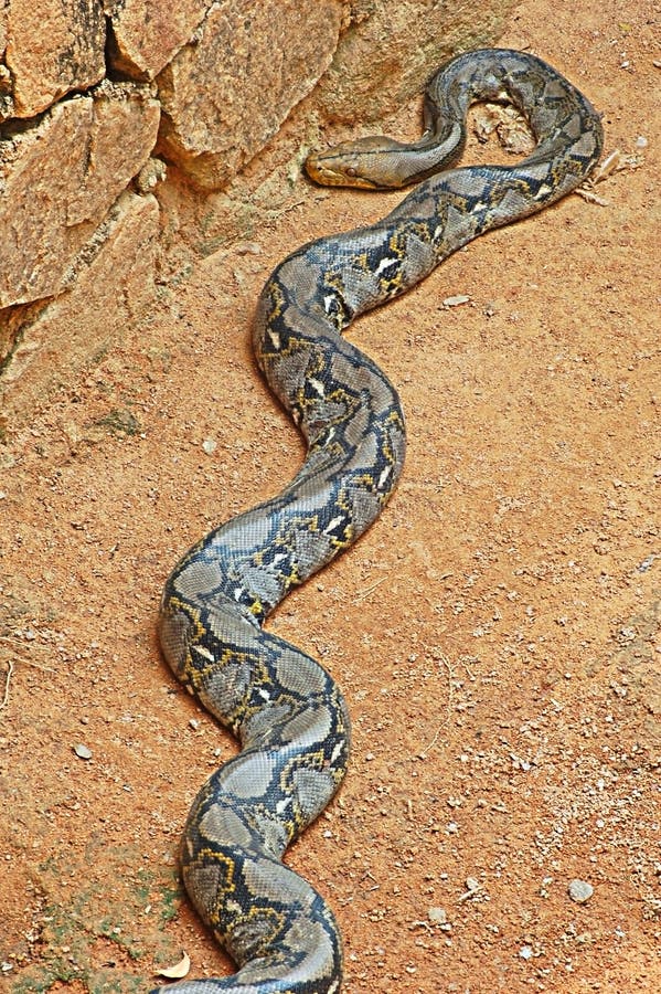 Pitón reticulado foto de archivo. Imagen de despredador - 1542292
