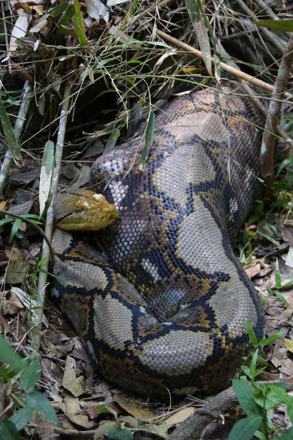 Pitón reticulado imagen de archivo. Imagen de cierre - 39791891
