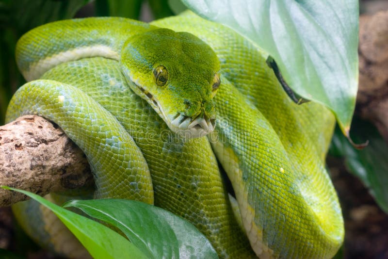Pitón verde del árbol imagen de archivo. Imagen de abrigo - 1764437