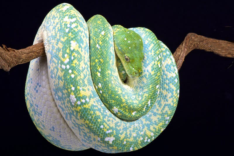 Pitón Verde Del árbol (Morelia Viridis) Imagen de archivo - Imagen de ...