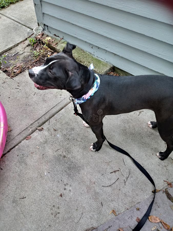 Pit stock photo. Image of terrier, cute, pitbull, amerrican - 157373214