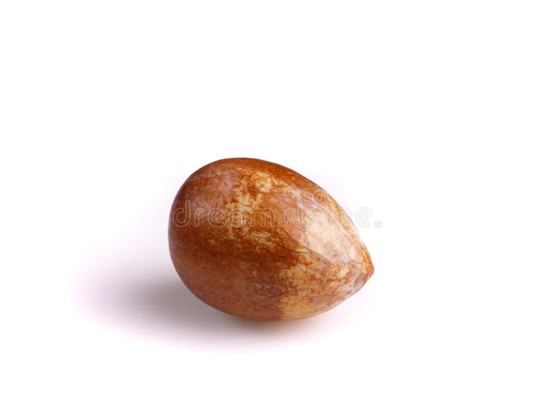 Pit of avocado stock photo. Image of isolated, natural - 3803938