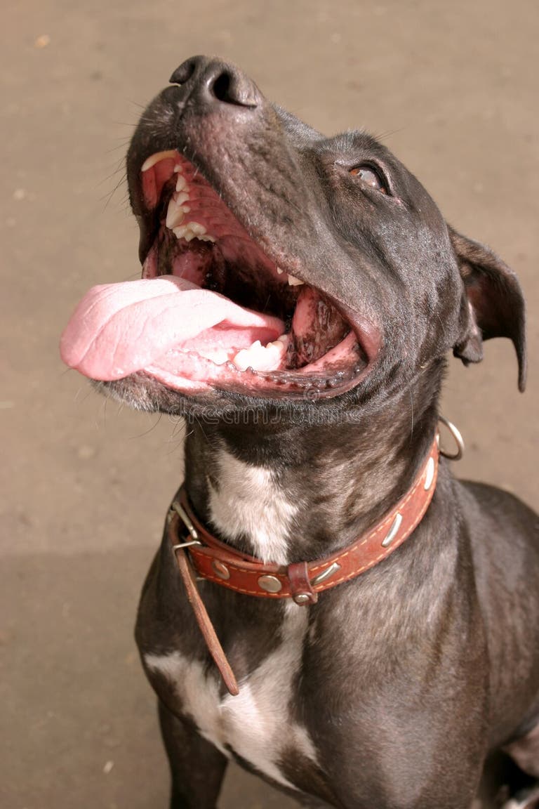 315 Angry Pit Bull Stock Photos - Free & Royalty-Free Stock Photos from ...