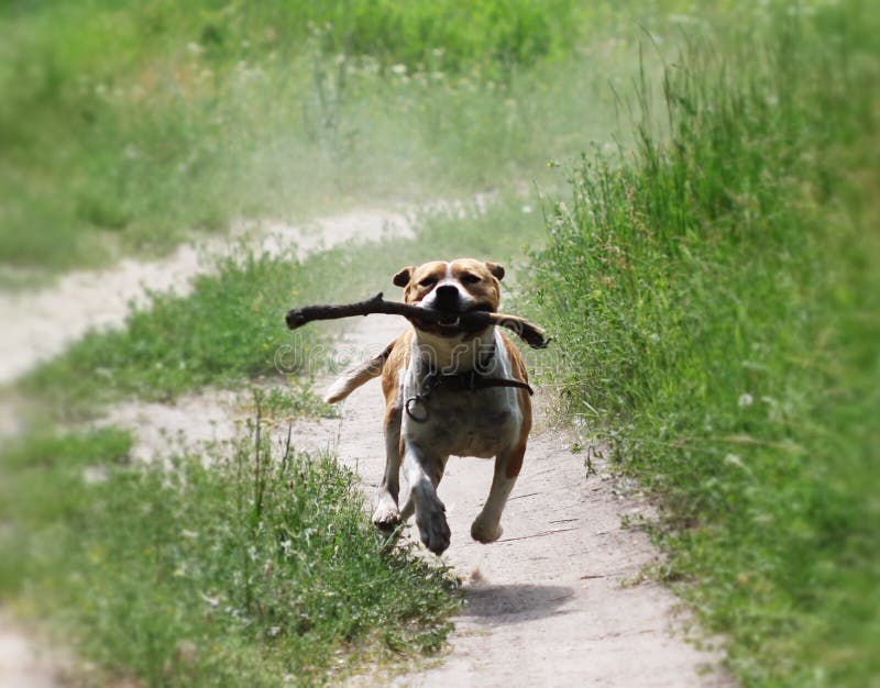 Pit Bull Dancing in the Sprinkler Stock Image - Image of muscular ...