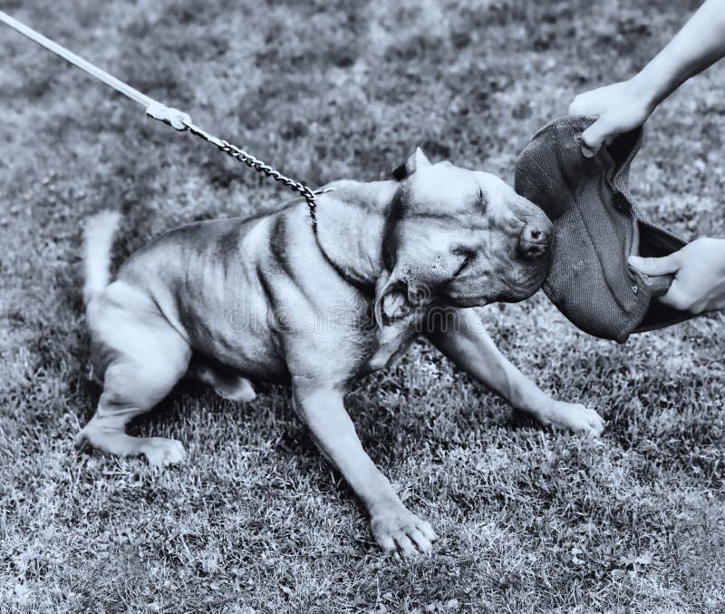 Pit bull Attack Training. stock image. Image of attack - 227220733
