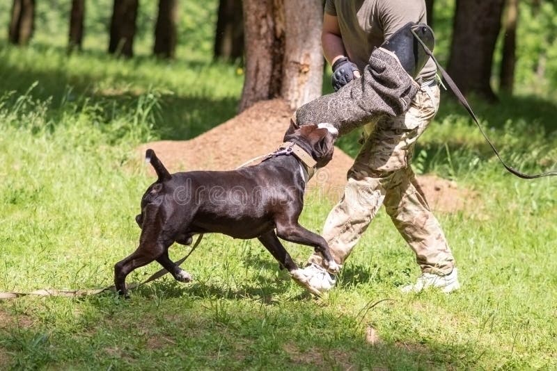 A Pit Bull Attacks a Cynologist during Aggression Training. Stock Image ...