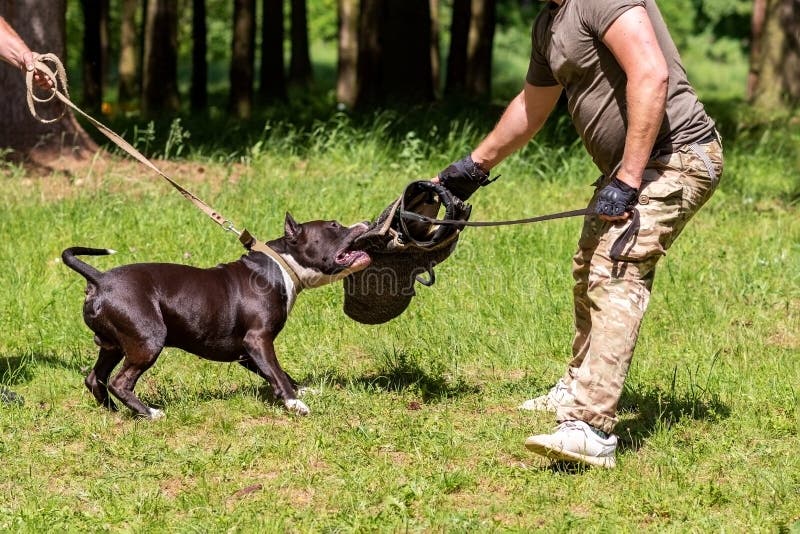 A Pit Bull Attacks a Cynologist during Aggression Training. Stock Image ...
