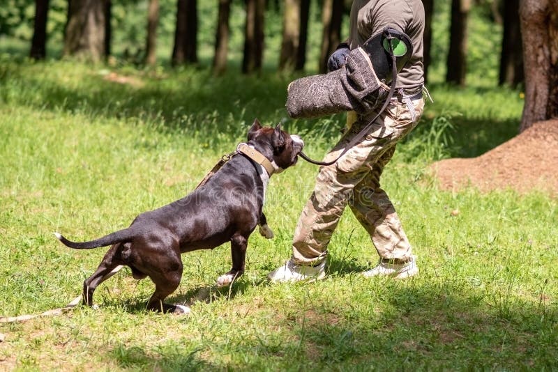 A Pit Bull Attacks a Cynologist during Aggression Training. Stock Image ...