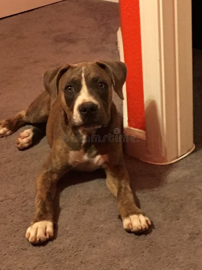 Too cute Pitbull stock photo. Image of boxer, pitbull - 145324564