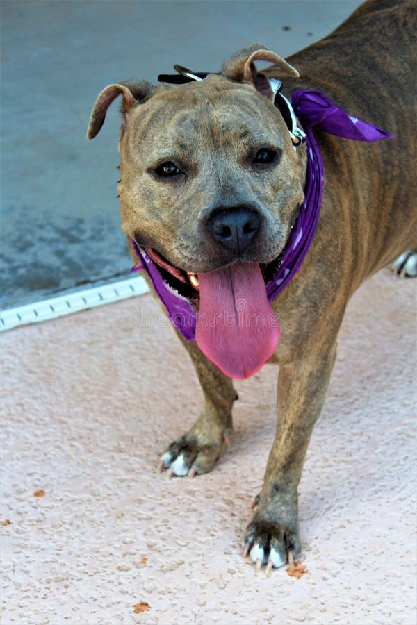 Bull Baiting Pit Bulls Stock Photos - Free & Royalty-Free Stock Photos ...