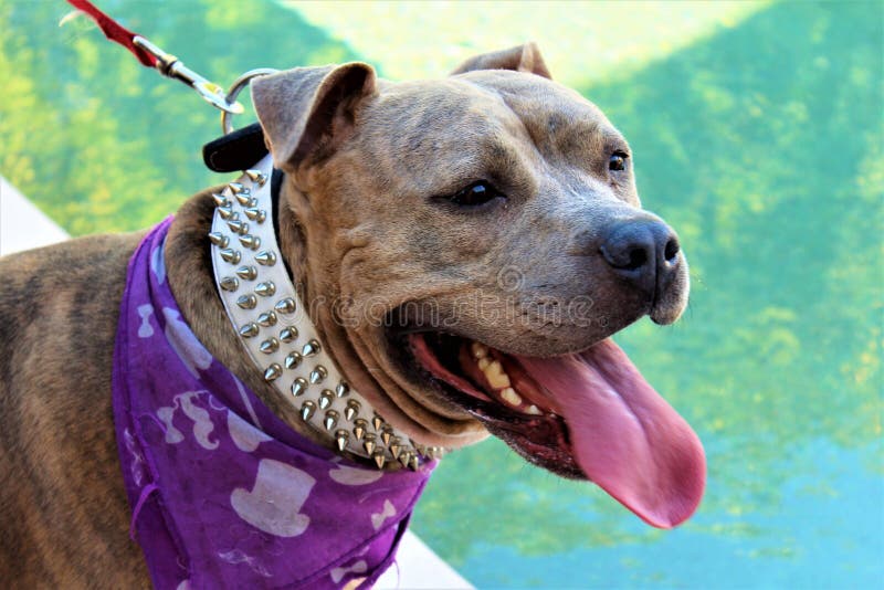 Bull Baiting Pit Bulls Stock Photos - Free & Royalty-Free Stock Photos ...