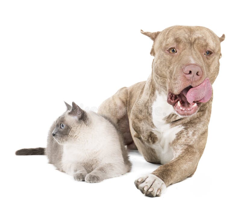 Pit bull and a cat stock photo. Image of bull, cute, background - 39890612