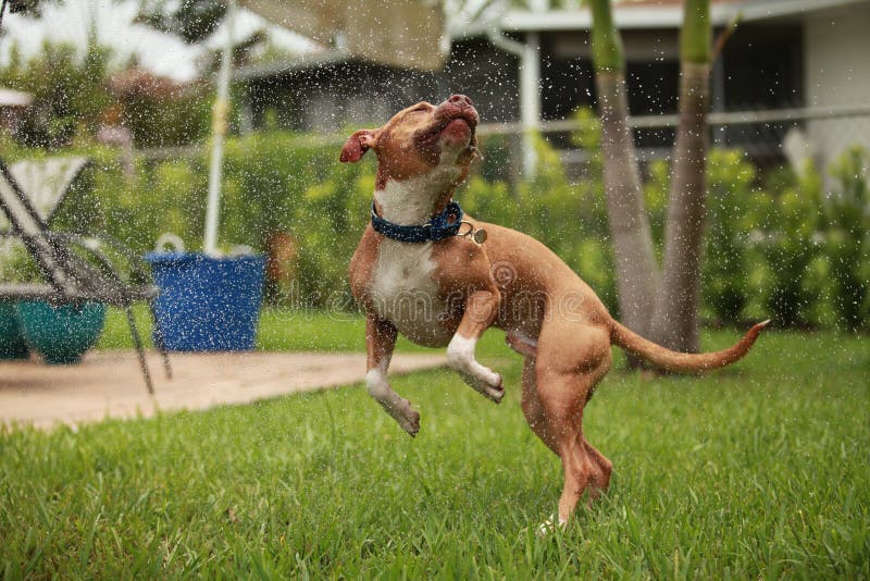 Pit Bull Dancing in the Sprinkler Stock Image - Image of muscular ...
