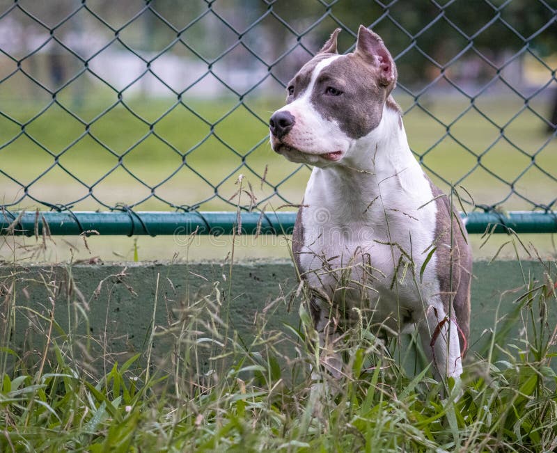 Pit bull dog on alert stock image. Image of grass, alert - 148373731