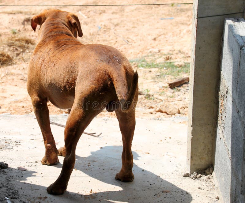 Pit Bull Dog at Construction Site Stock Image - Image of head, domestic ...