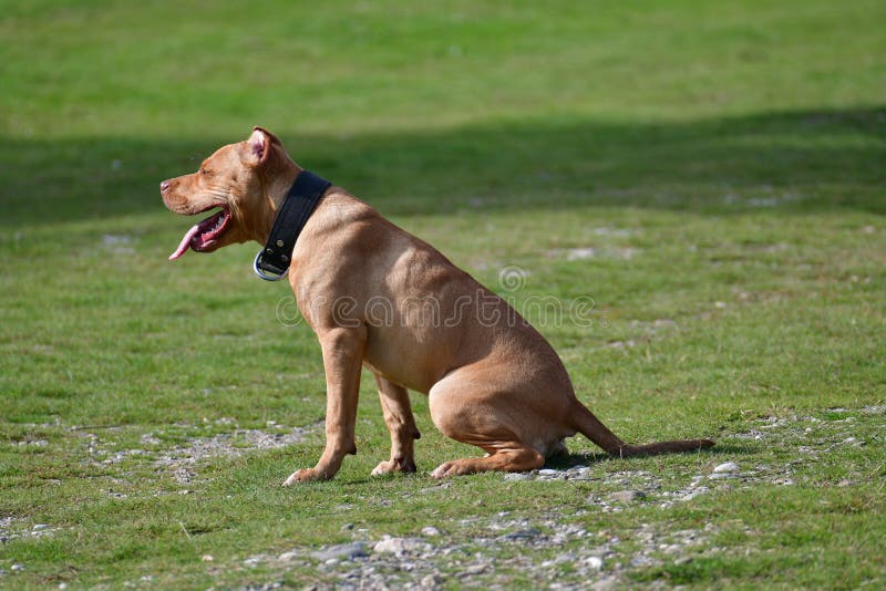 Pit bull dog on the ground stock image. Image of outdoors - 260077721