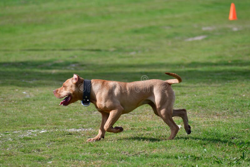 Pit bull dog on the ground stock photo. Image of animal - 260077698