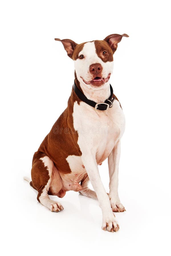 Happy Pit Bull Dog Standing Looking Up Stock Image - Image of mammal ...