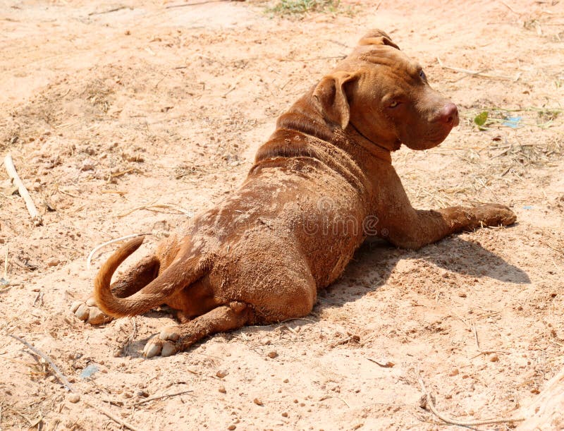 Pit Bull Dog Lie on the Ground Stock Photo - Image of sunshine, back ...