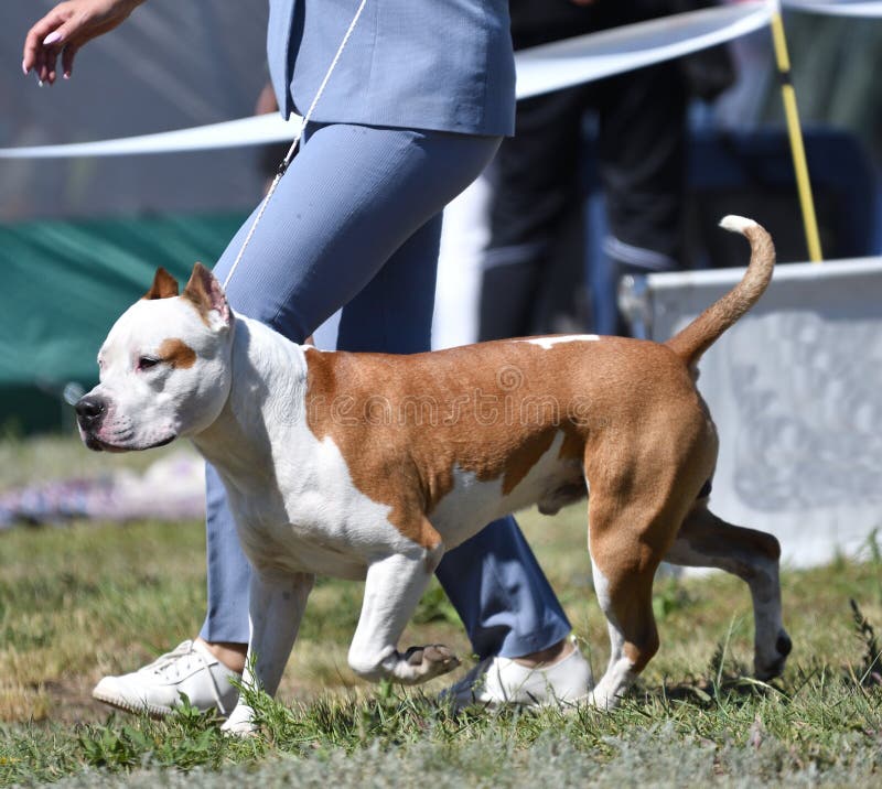 Pit Bull Dog stock photo. Image of pitbull, doggy, strong - 226155280