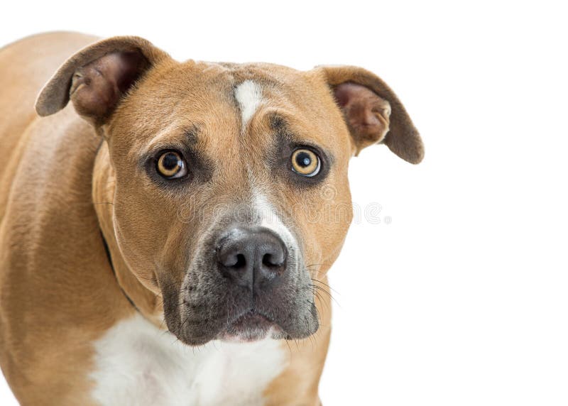 Bull Dog Stock Images - Download 20,914 Royalty Free Photos