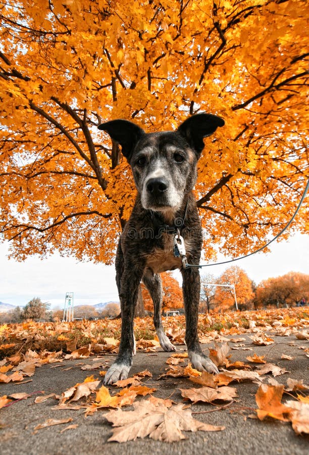 Pit Bull in Front of a Tree Stock Photo - Image of breed, season: 27931250