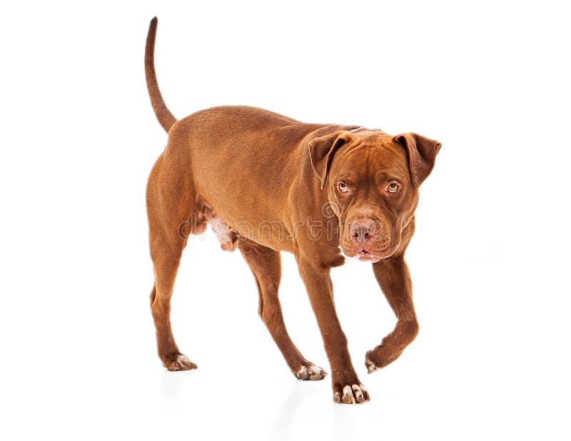 Pit Bull Guard Dog imagen de archivo. Imagen de perro - 30561827