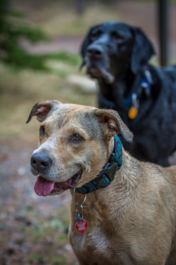 Pit Bull and Lab stock image. Image of couple, black - 54332119