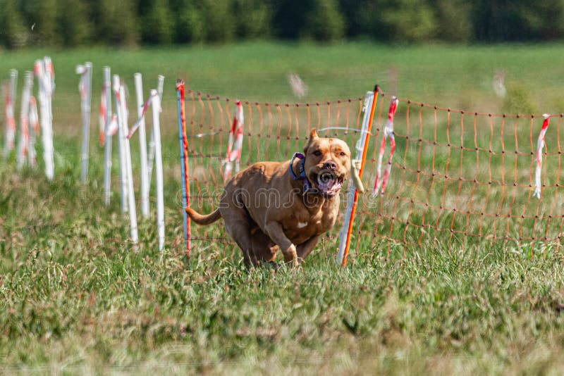 Pit Bull Lifted Off the Ground during the Dog Race Competition Stock ...